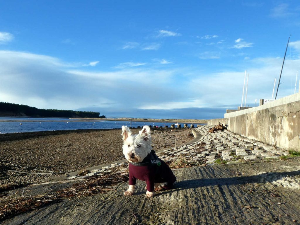 Findhorn – Poppysocks