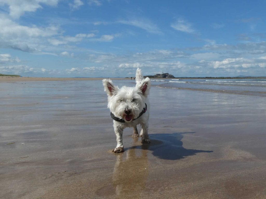 Yellowcraig Beach – Poppysocks